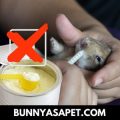 How To Make Homemade Rabbit Milk? (The #1 Replacer) – BunnyAsAPet